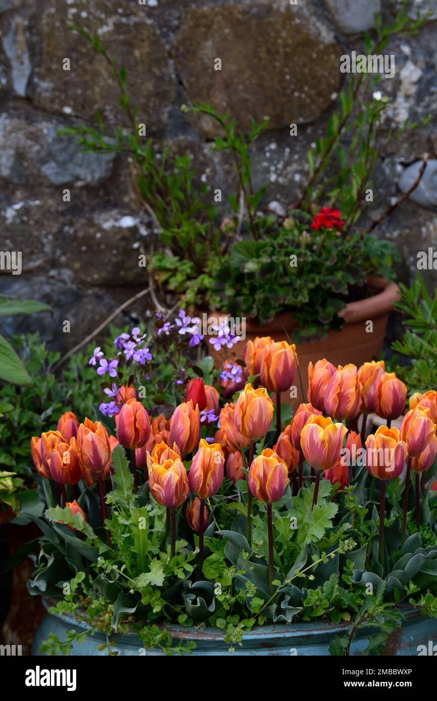 tulipa princess irene,tulip princess irene,tulipa prinses irene,tulips ...