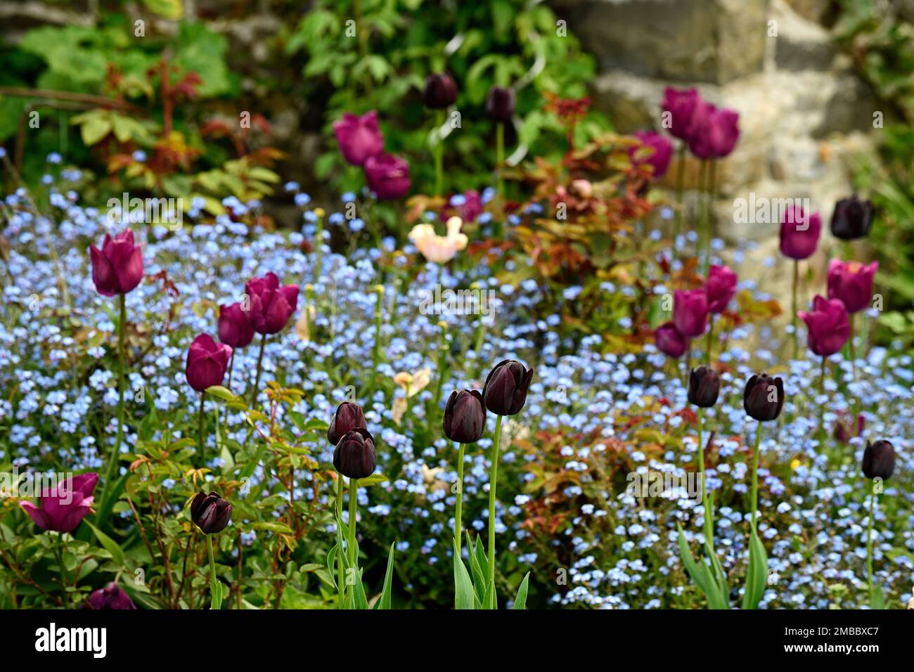 tulipa negrita,tulipa paul scherer,tulip negrita and tulip paul scherer ...
