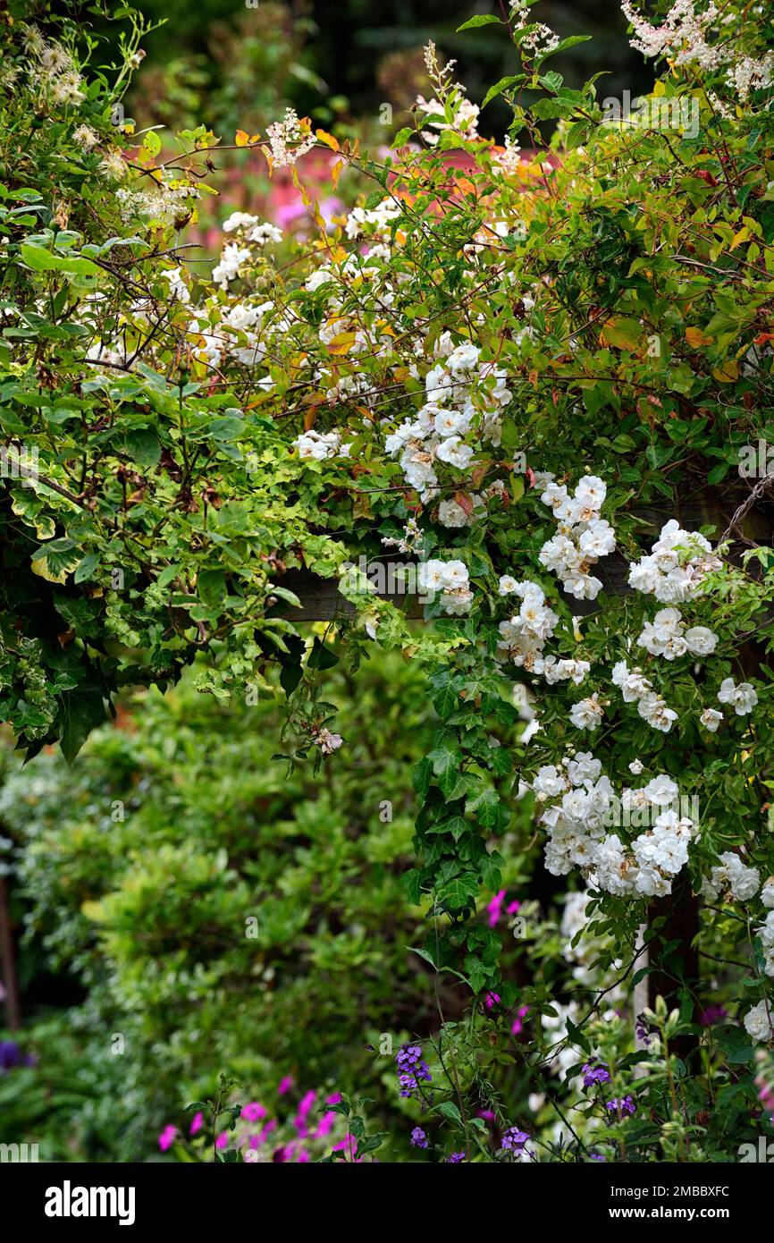 rosa bobbie james,rambler rose bobbie james,rosa bobbie james covering ...