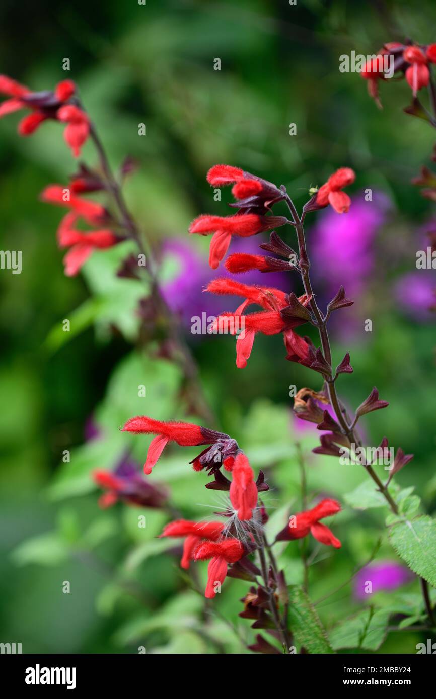 Salvia fulgens,syn Salvia cardinalis,Cardinal Salvia,sage,sages,red ...