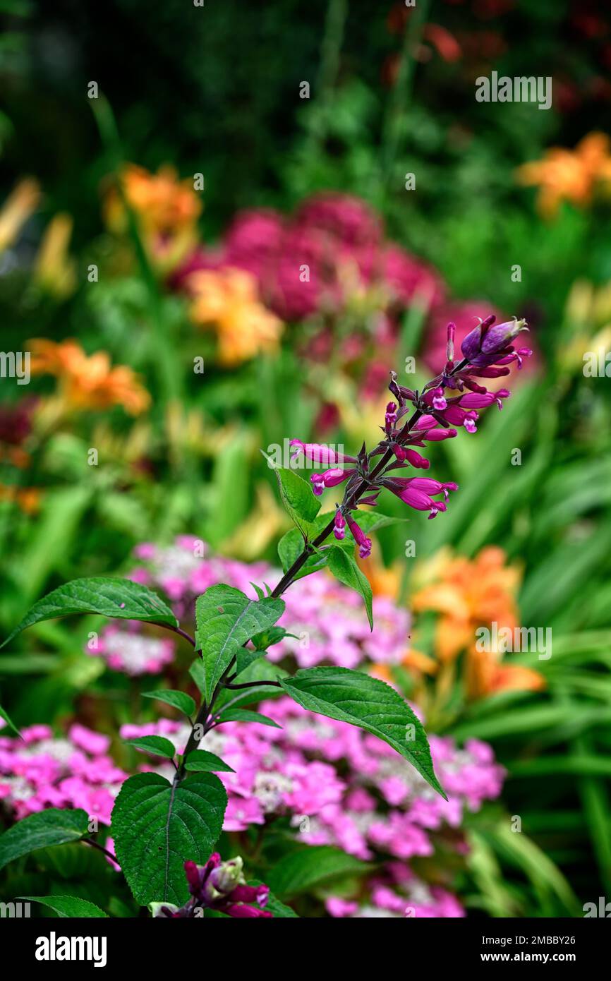 Salvia involucrata Bethellii,Salvia bethellii,rosy-leaf sage Bethellii ...