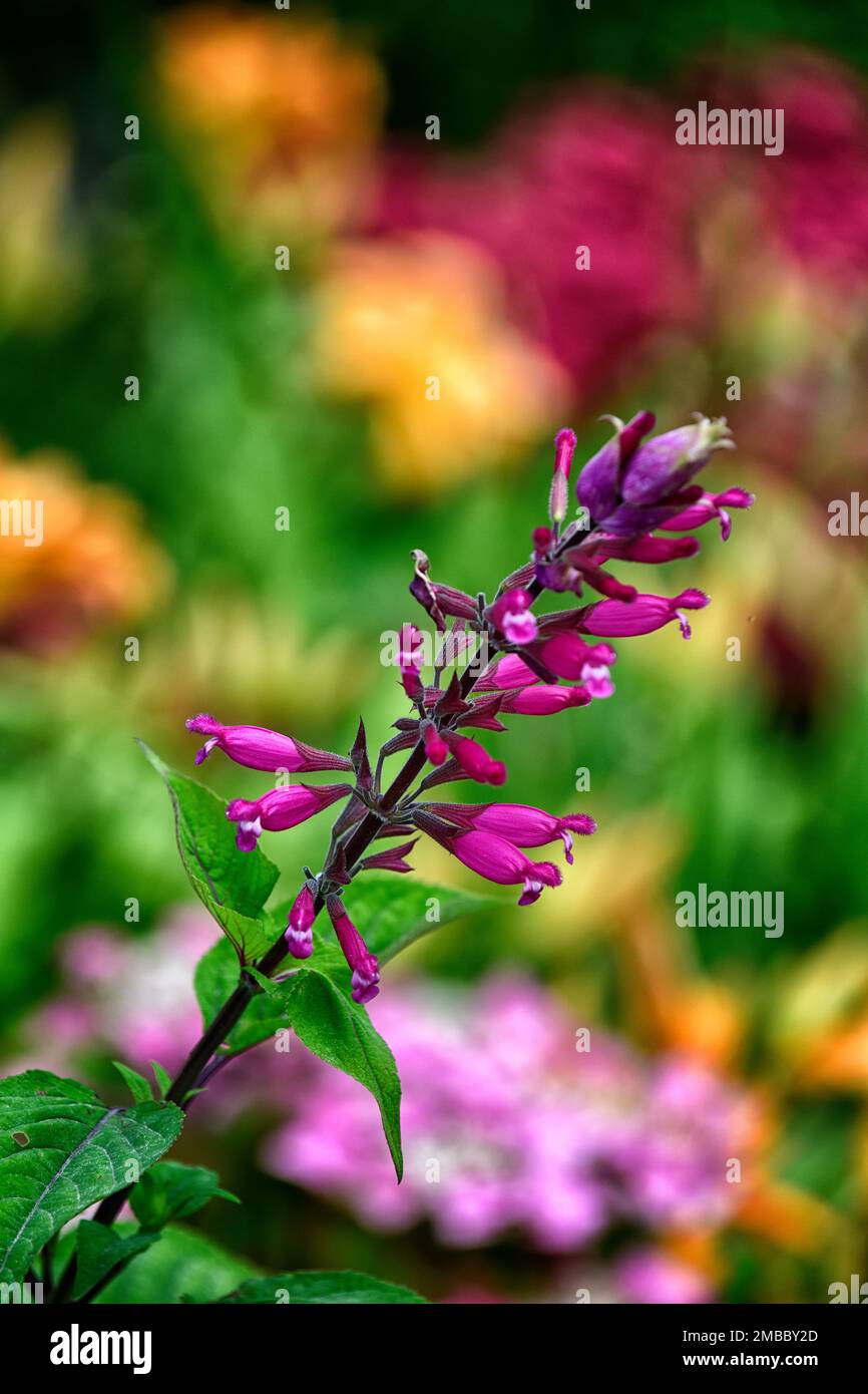 Salvia involucrata Bethellii,Salvia bethellii,rosy-leaf sage Bethellii ...