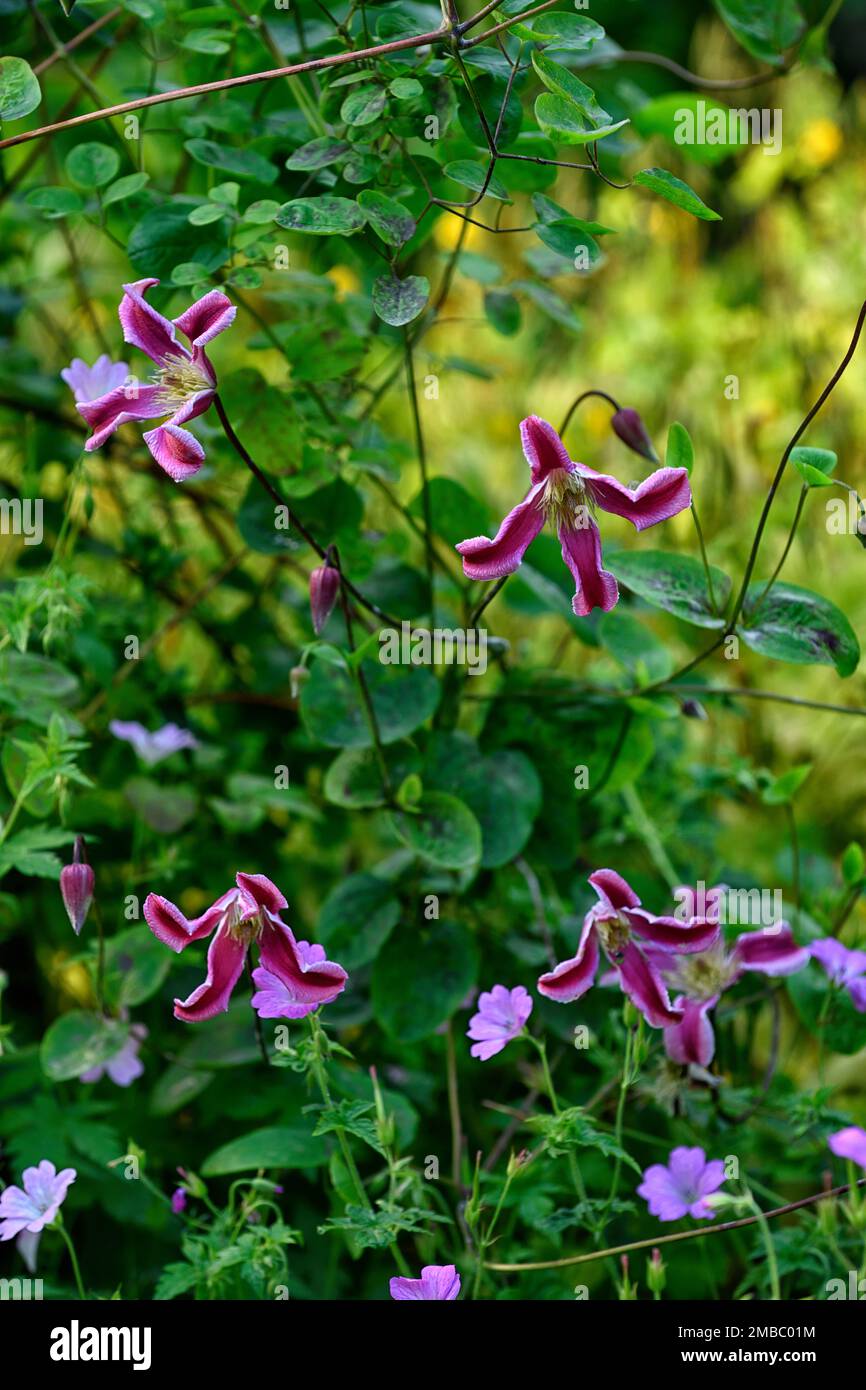 Clematis texensis Princess Diana,bright red pink flowers,climber ...