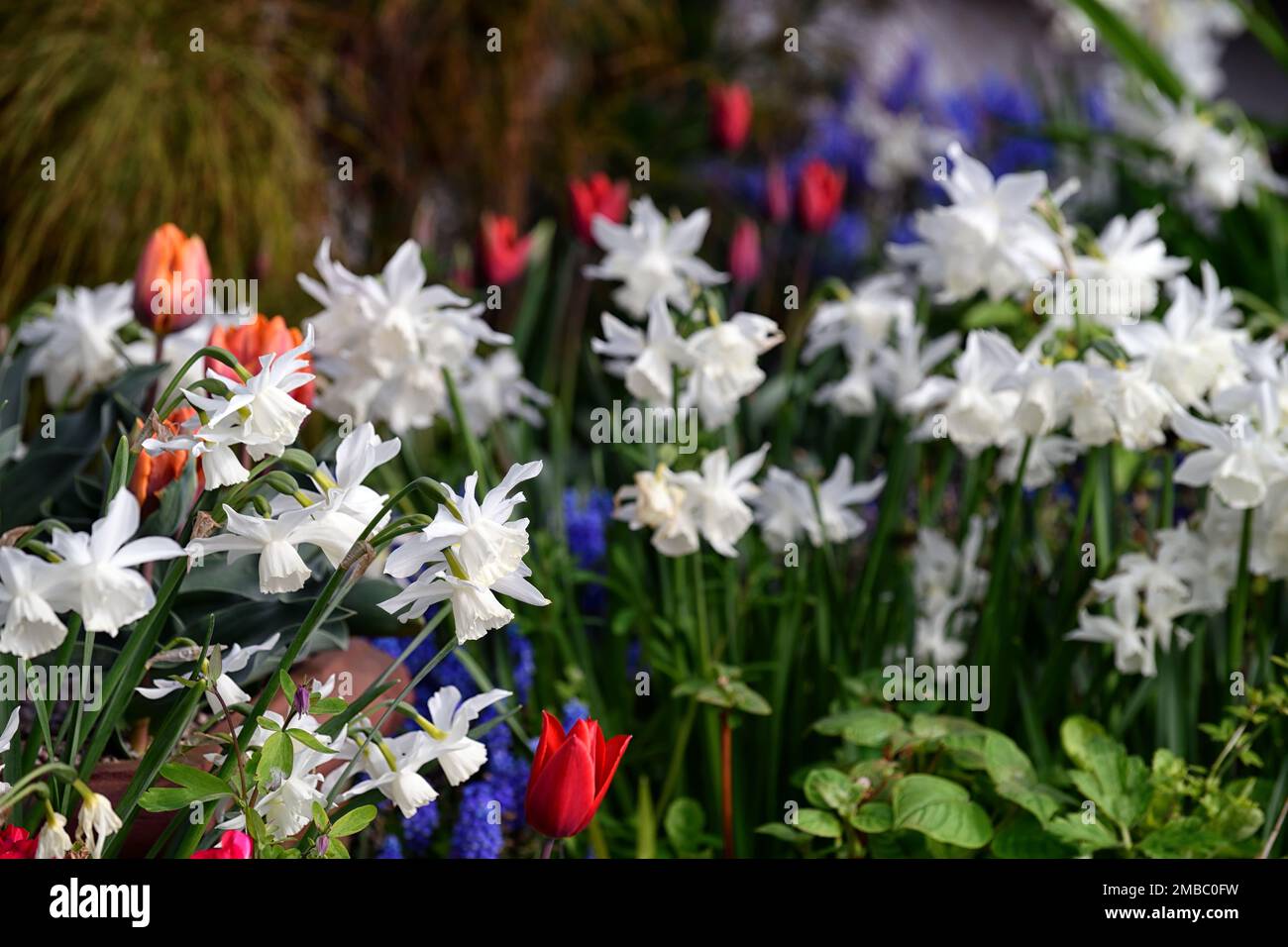 Narcissus thalia,white daffodil,triandrus,multi headed flower, white ...