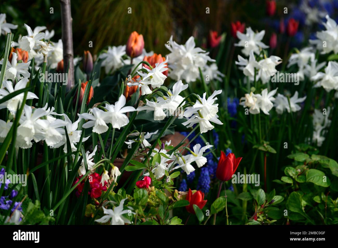 Narcissus thalia,white daffodil,triandrus,multi headed flower, white ...