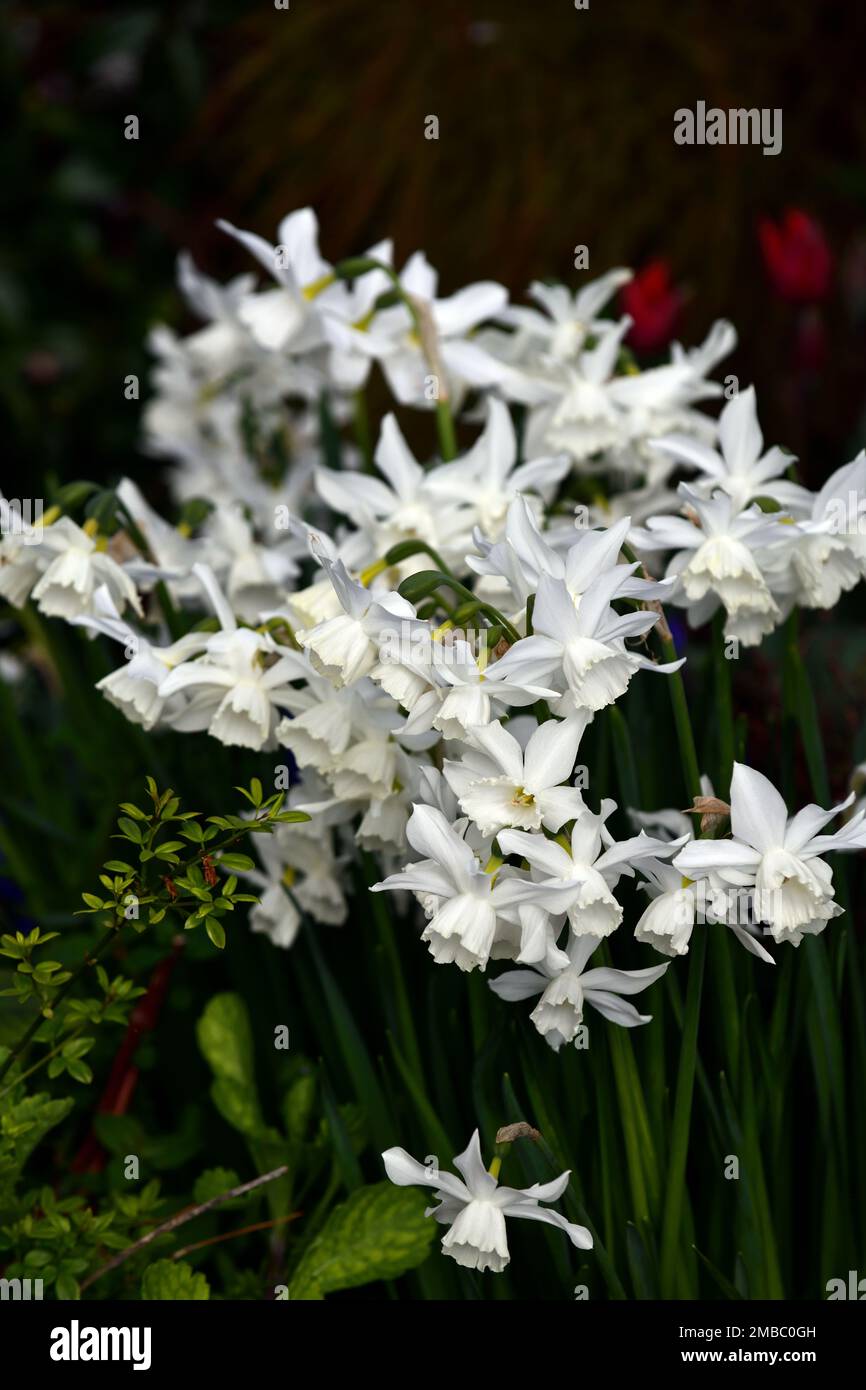 White headed tulips hi-res stock photography and images - Alamy