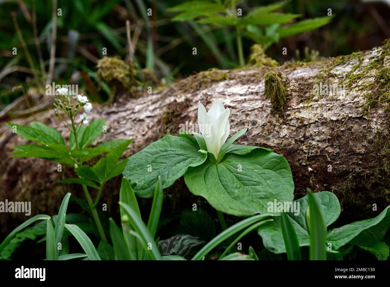 trillium albidum,white flowers,wood,woodland,shade,shady,shaded,Spring ...