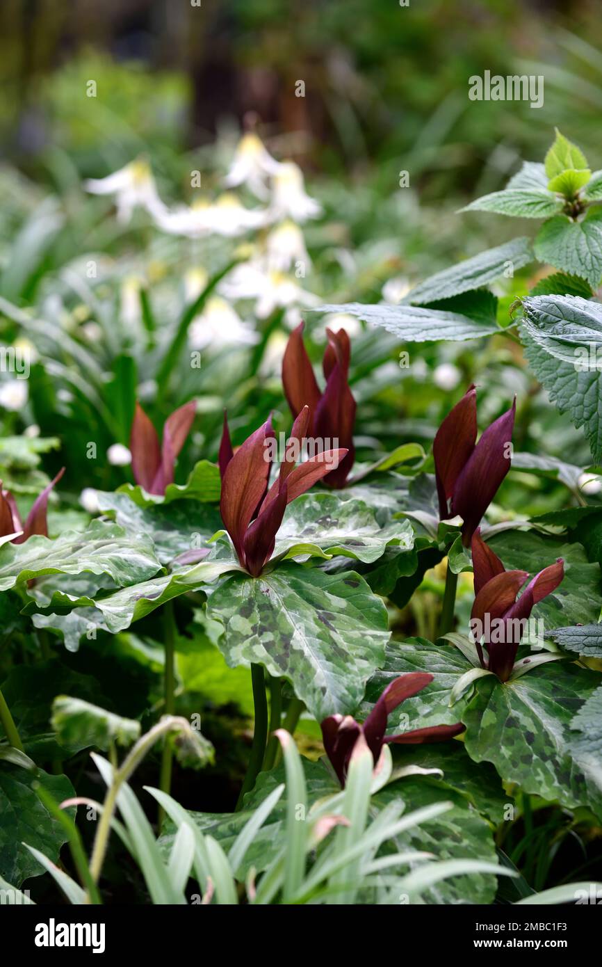 Trillium kurabayashii,purple,red,flower,flowers,spring,shade,shaded ...