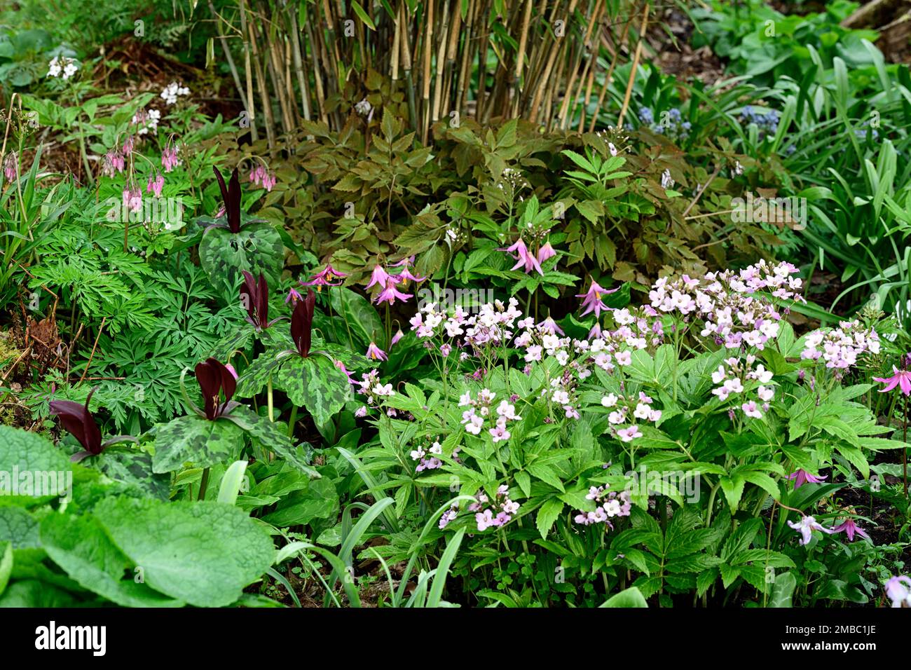 cardamine heptaphylla,Trillium kurabayashii,purple,red,flower,flowers ...