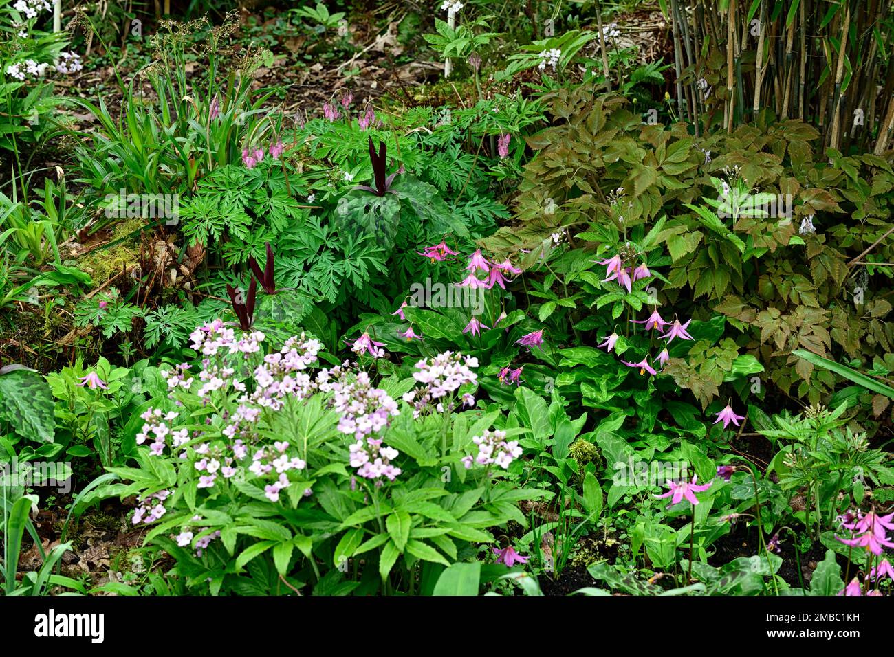 cardamine heptaphylla,Trillium kurabayashii,purple,red,flower,flowers ...