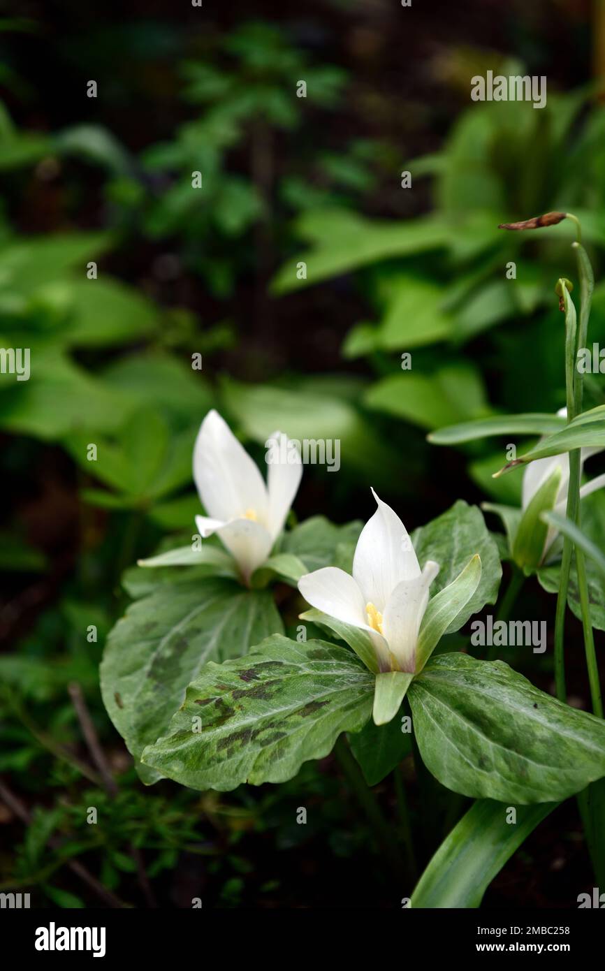 Trillium seedling hi-res stock photography and images - Alamy