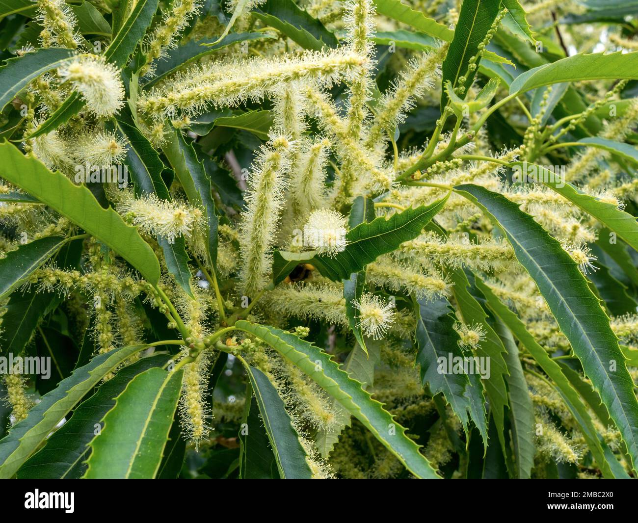 Sweet chestnut trees hi-res stock photography and images - Alamy