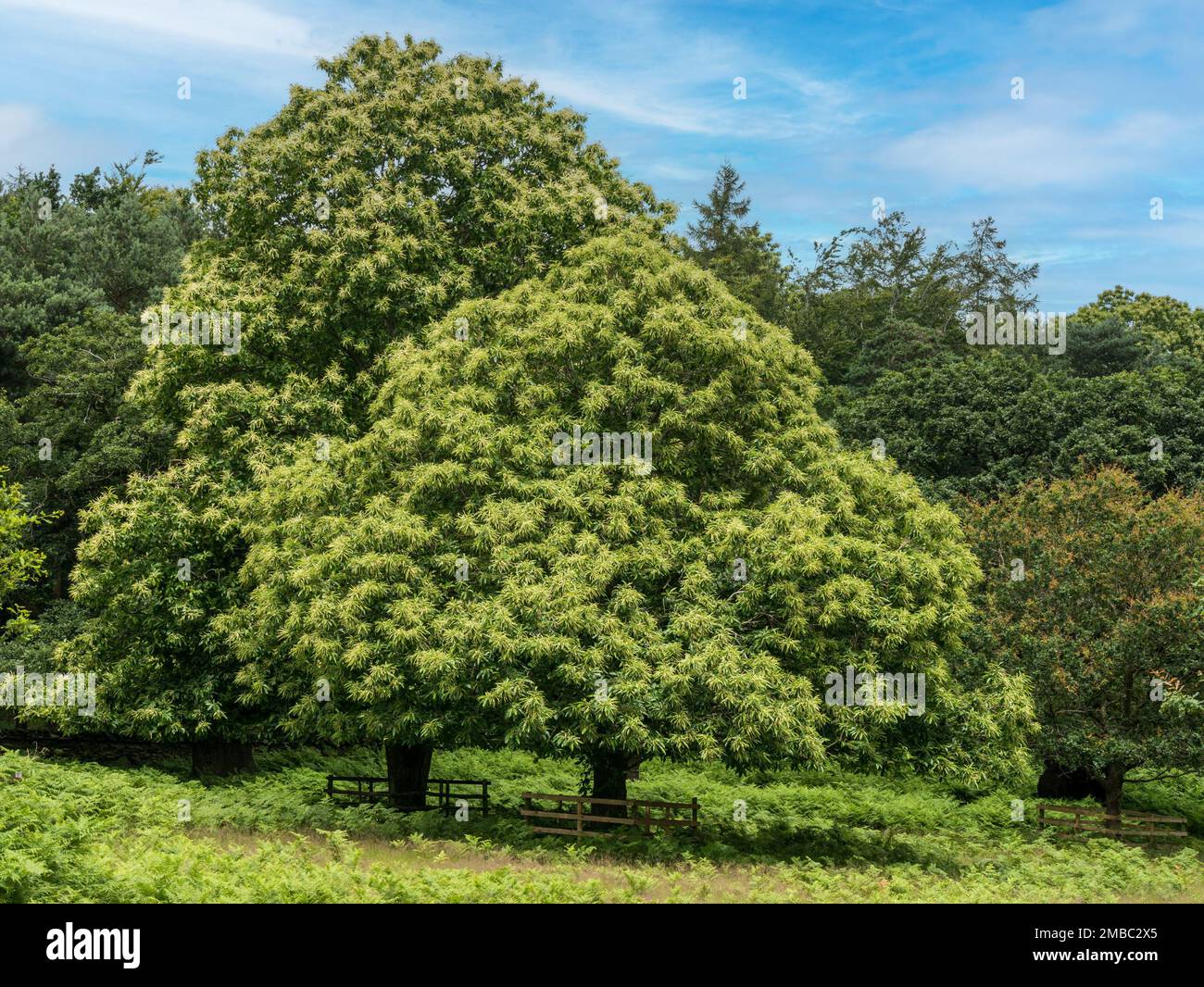 Sweet chestnut trees hi-res stock photography and images - Alamy