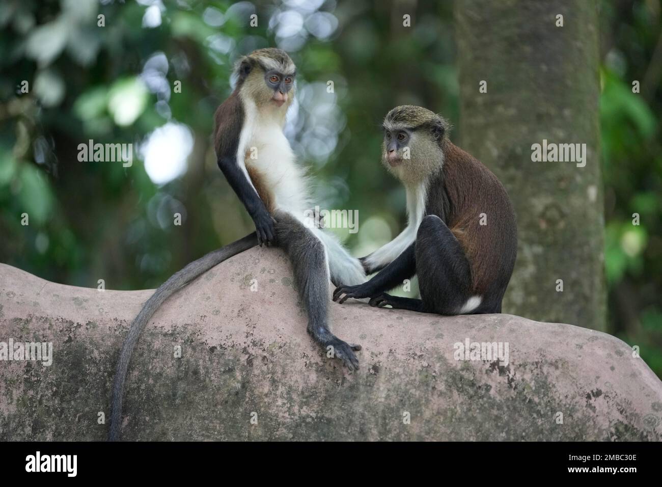 Small mona monkeys play outside Osogbo groove in Osogbo South west ...
