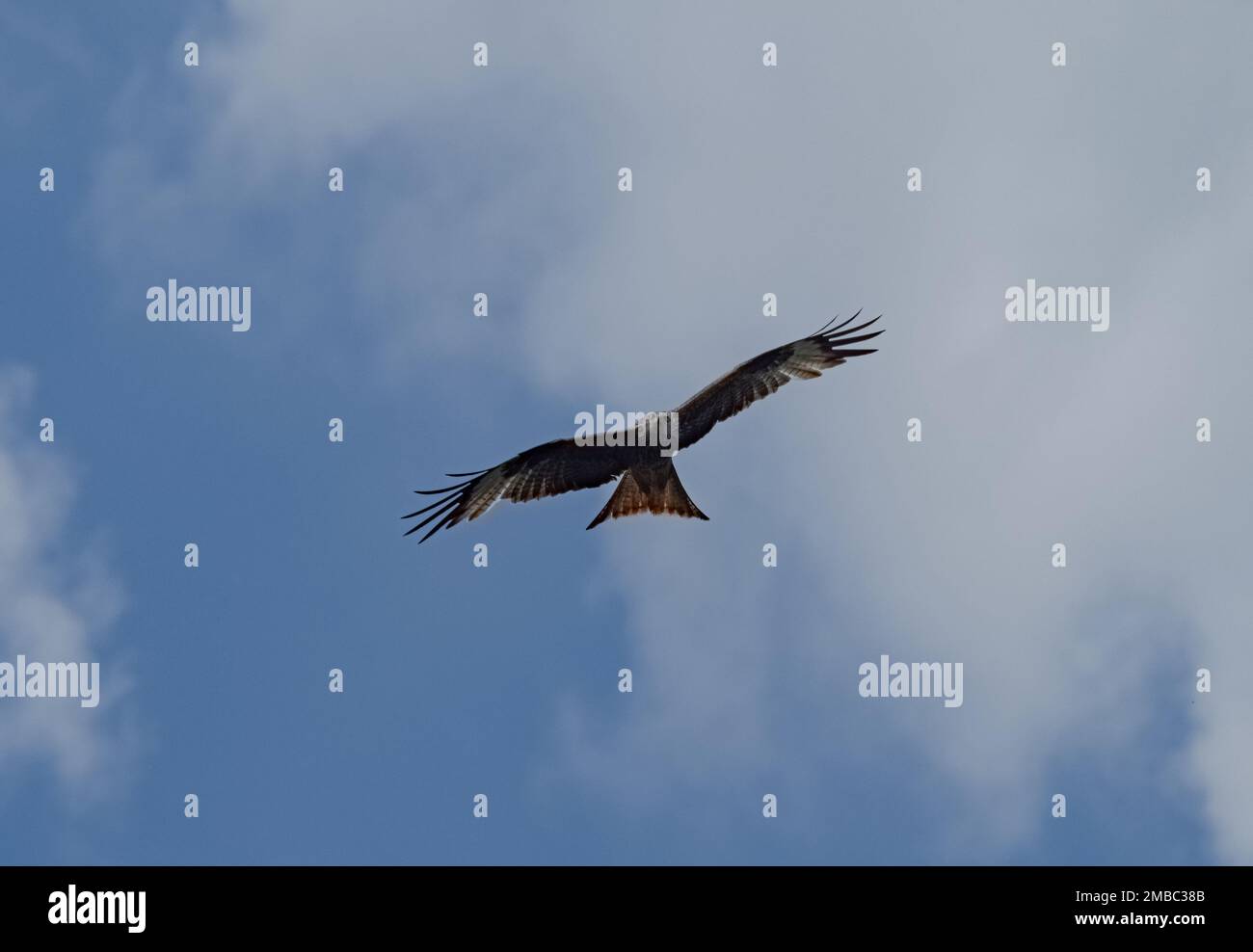 red kite birds animals wildlife fly sky jena summer thuringia Stock ...