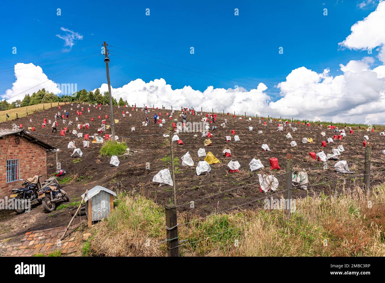 Colombia - October 17, 2022: harvested potato crops in South America ...