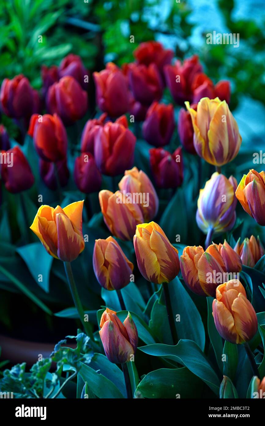 tulipa princess irene,tulip princess irene,tulipa prinses irene,tulips ...