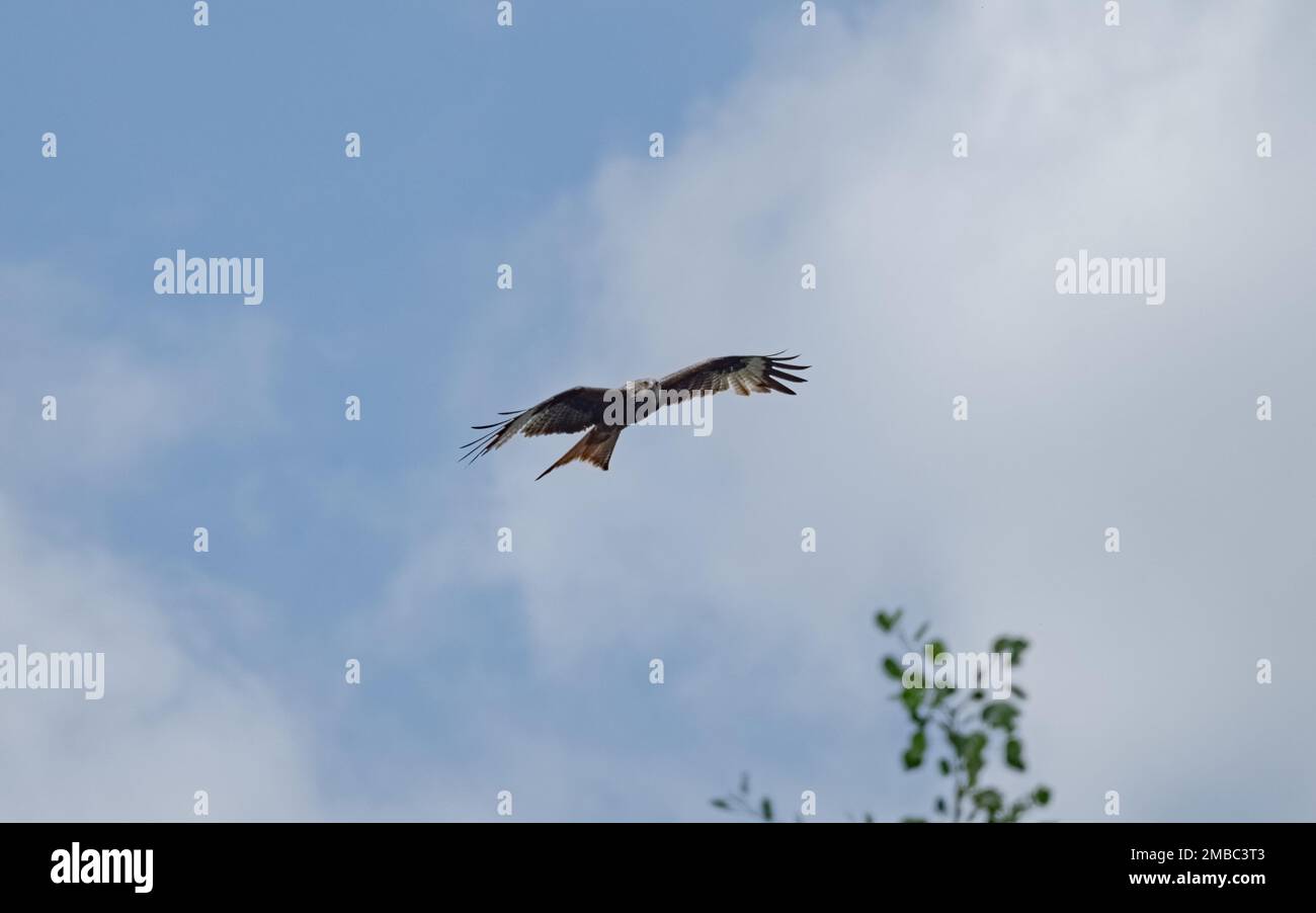 red kite birds animals wildlife fly sky jena summer thuringia Stock ...