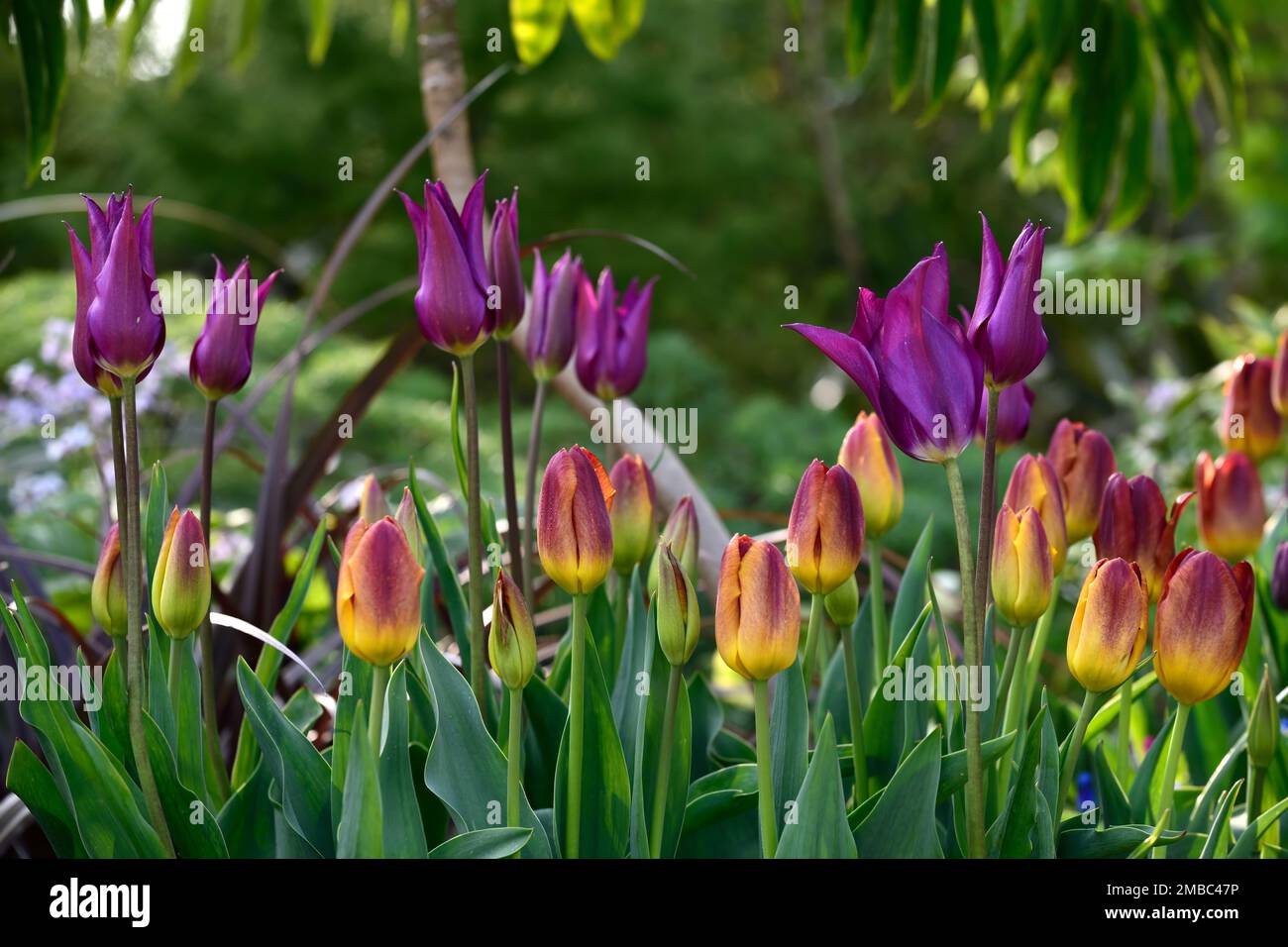 tulipa amber glow,tulipa purple dream,tulip purple dream,tulip amber ...
