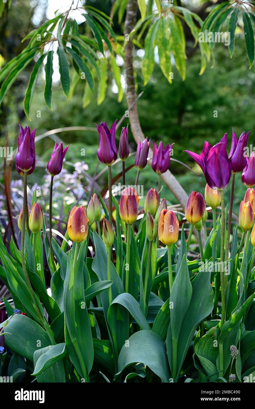 tulipa amber glow,tulipa purple dream,tulip purple dream,tulip amber ...