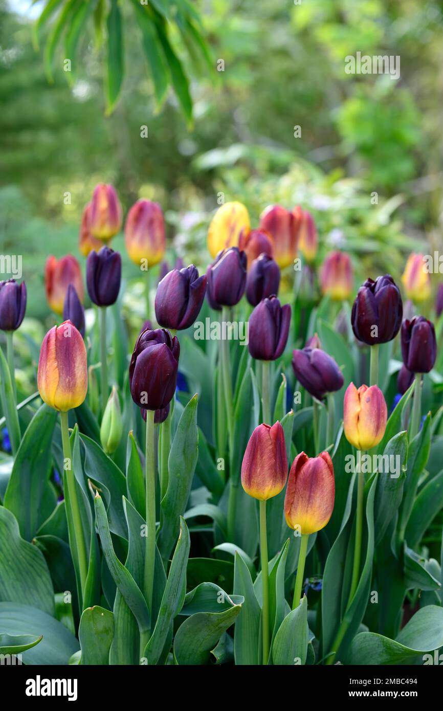 Dark maroon petals hi-res stock photography and images - Alamy