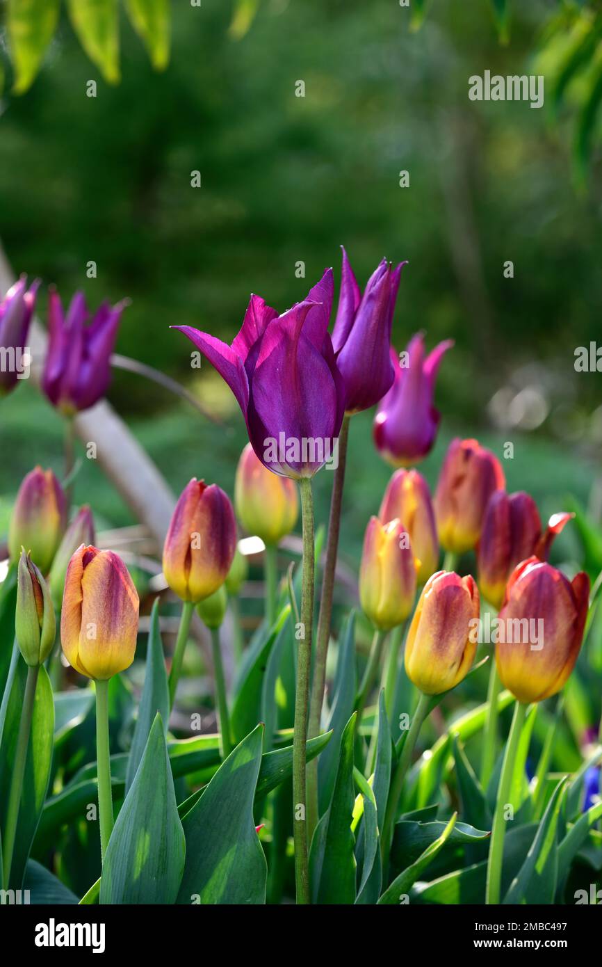 tulipa amber glow,tulipa purple dream,tulip purple dream,tulip amber ...