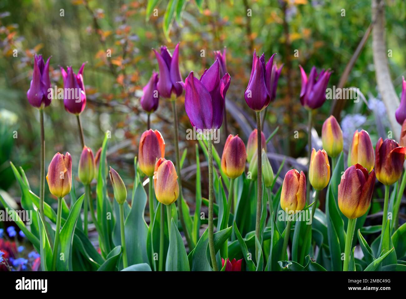 tulipa amber glow,tulipa purple dream,tulip purple dream,tulip amber ...