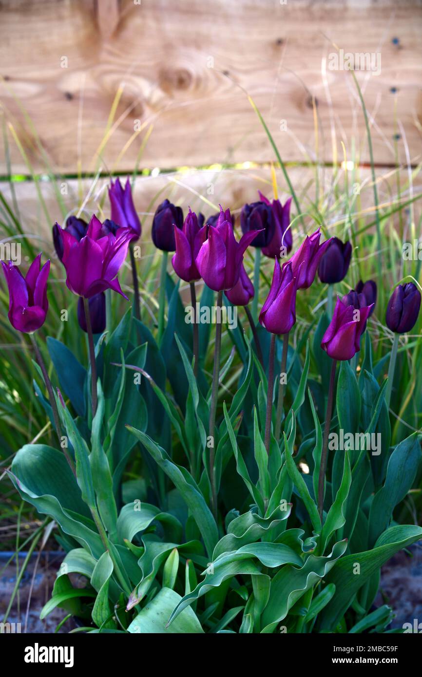 tulipa purple dream,tulip purple dream,tulip black jack,tulipa black ...