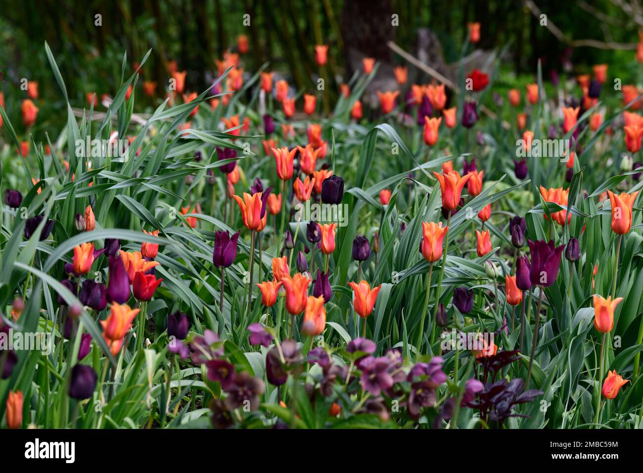 Tulip ballerina and merlot hi-res stock photography and images - Alamy