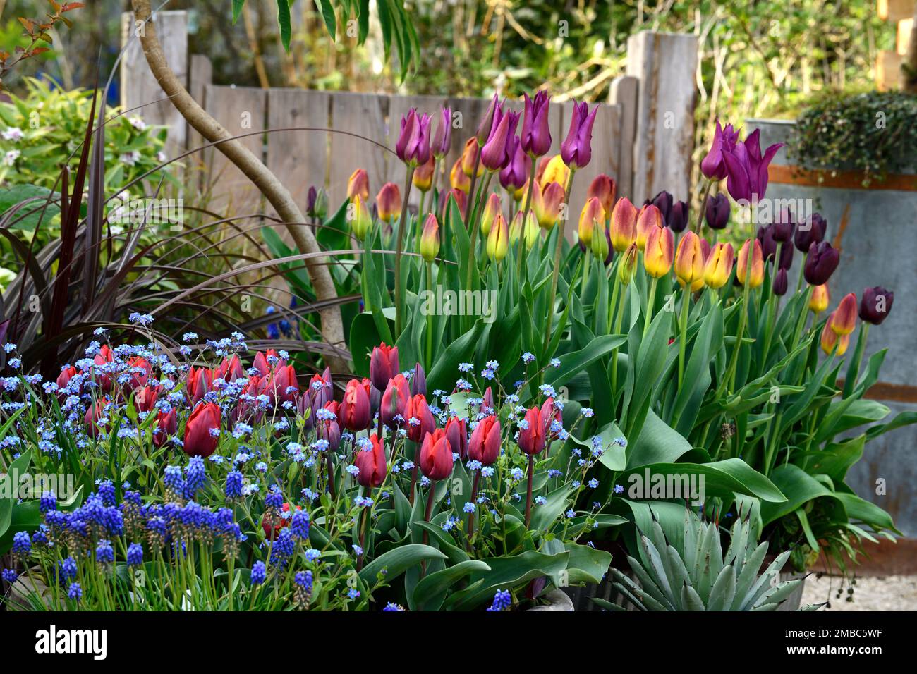 tulipa havran,myosotis sylvatica,tulipa amber glow,tulipa purple dream ...