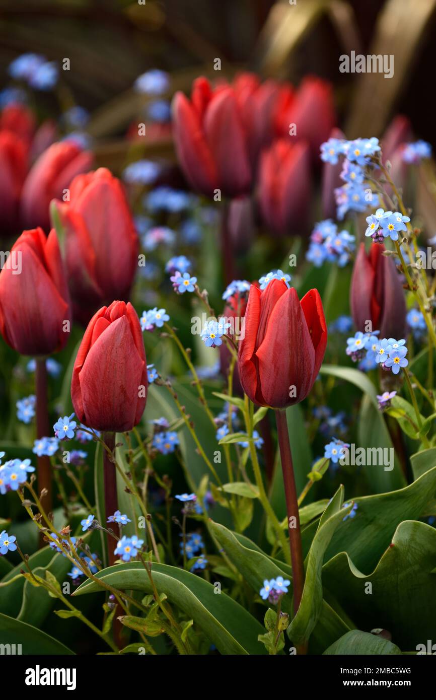 tulip ,tulipa,orange red tulips blue forget me not,tulips and forget me ...