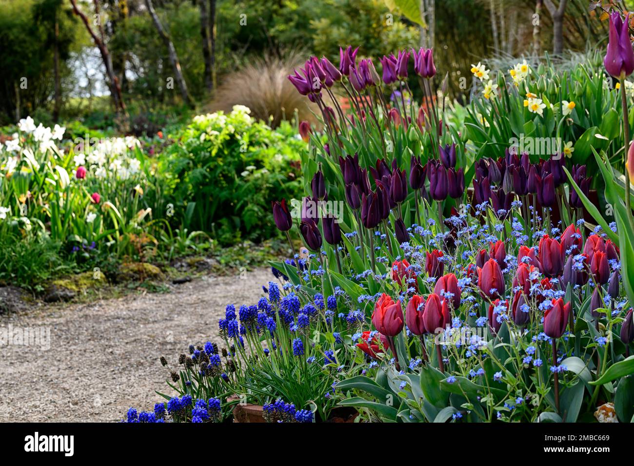myosotis sylvatica,muscari,tulipa black jack,tulipa purple dream,tulip ...