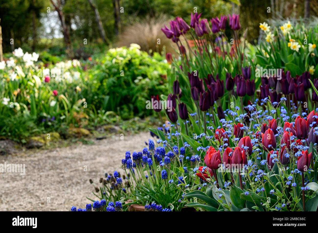myosotis sylvatica,muscari,tulipa black jack,tulipa purple dream,tulip ...