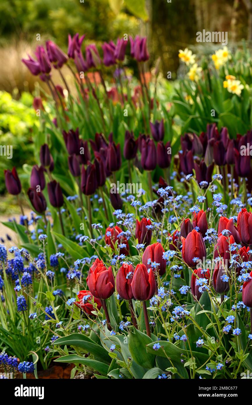 myosotis sylvatica,tulipa black jack,tulipa purple dream,tulip ,tulipa ...