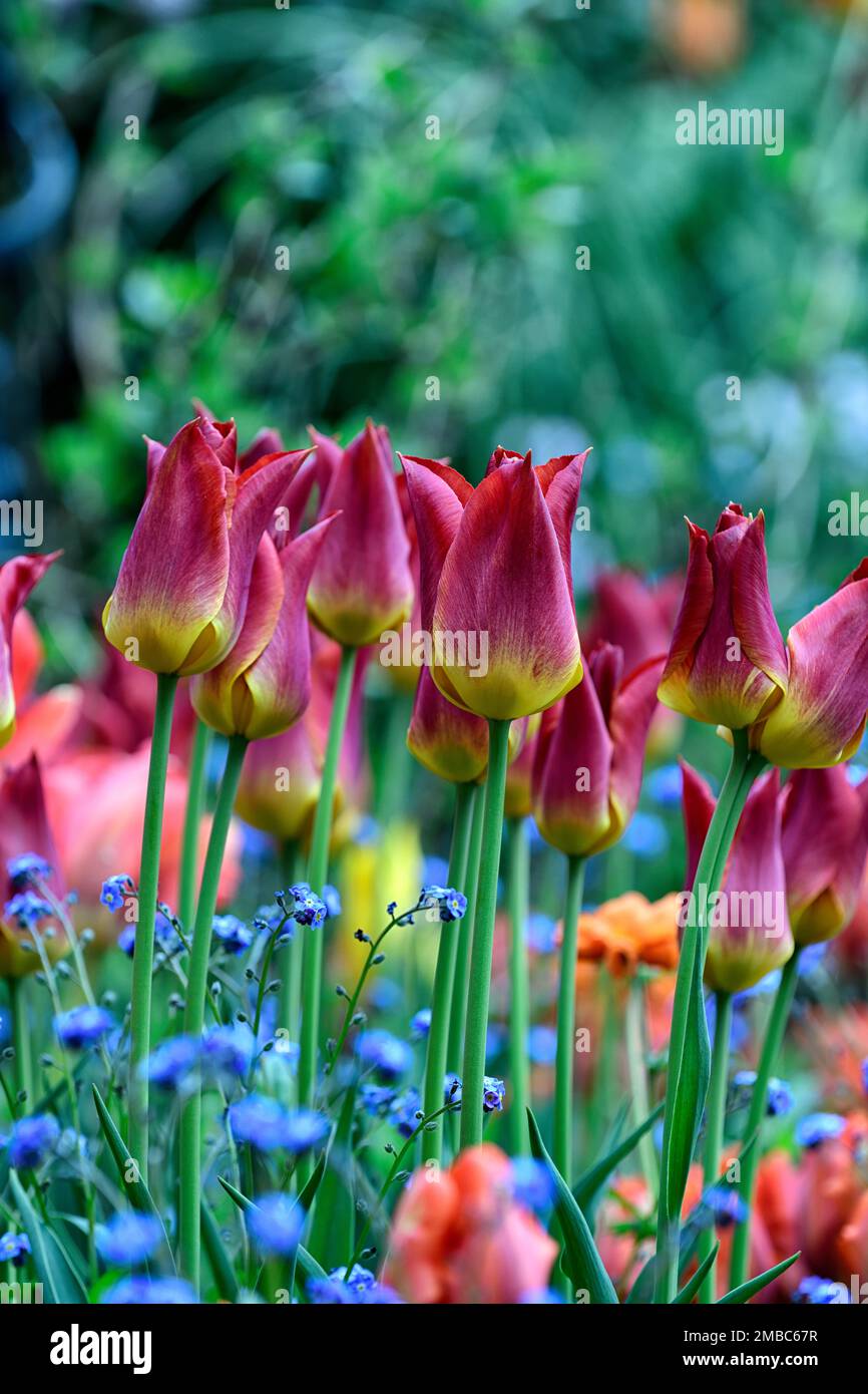 tulipa striking match,tulip striking match,myosotis sylvatica,blue ...
