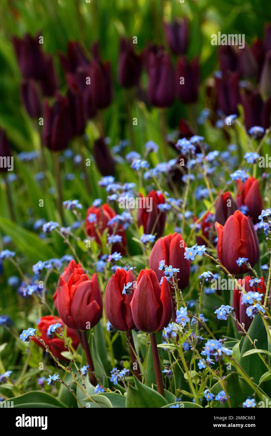 myosotis sylvatica,tulipa black jack,tulipa purple dream,tulip ,tulipa ...