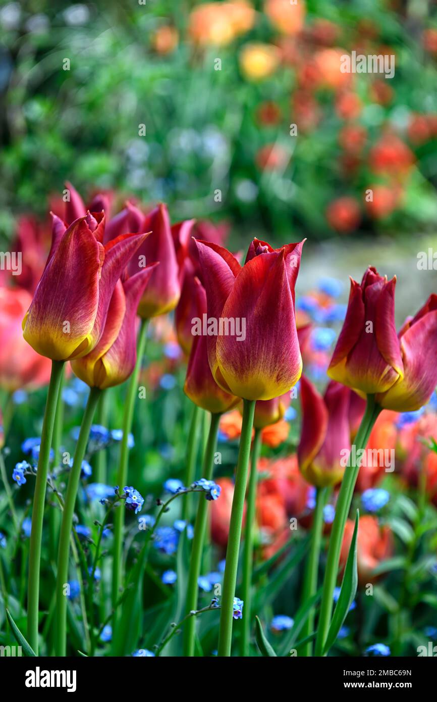 tulipa striking match,tulip striking match,myosotis sylvatica,blue ...