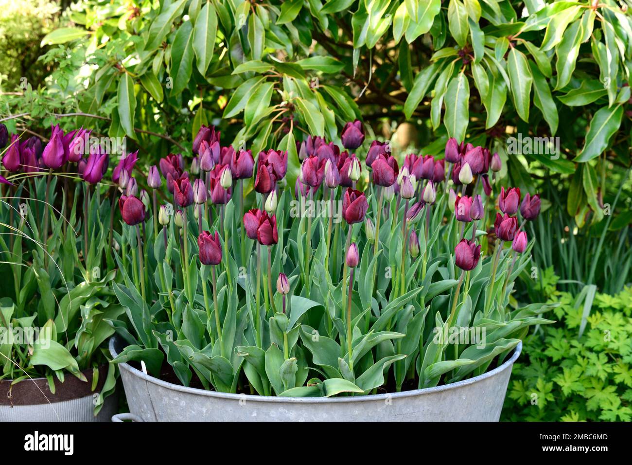 tulipa ronaldo,tulipa paul scherer,tulip ronaldo,tulip paul scherer ...