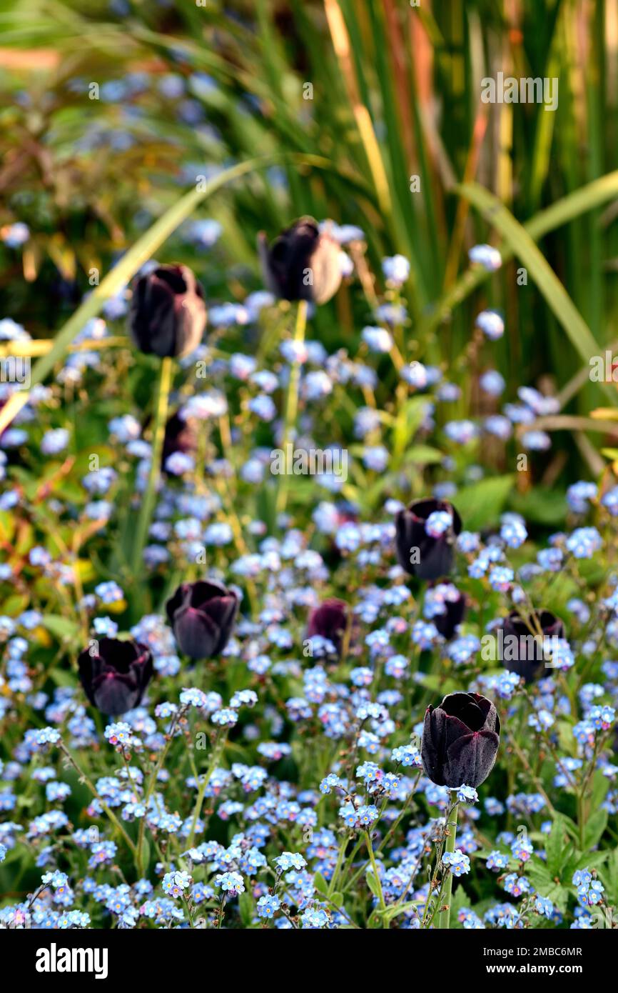 tulipa paul scherer,tulip paul scherer,tulips and forget me nots,tulips ...