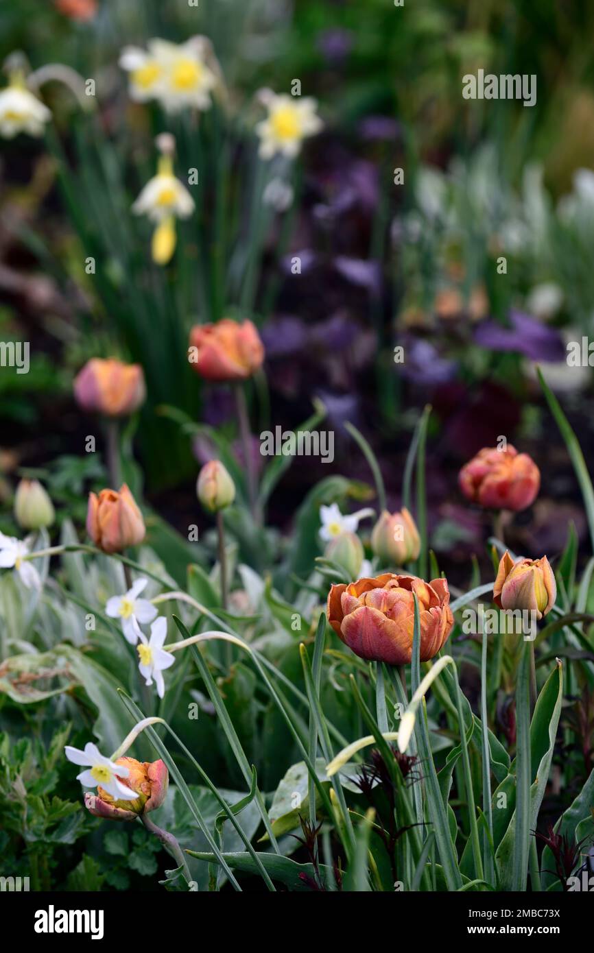 White petals pale lemon trumpet hi-res stock photography and images - Alamy