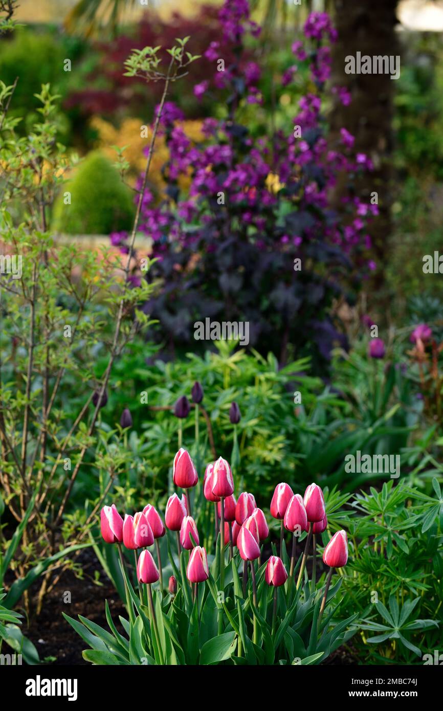 Tulipa private eyes hi-res stock photography and images - Alamy