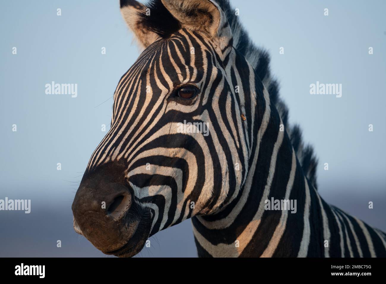 Portrait of a zebra with blue sky in South Africa Stock Photo - Alamy