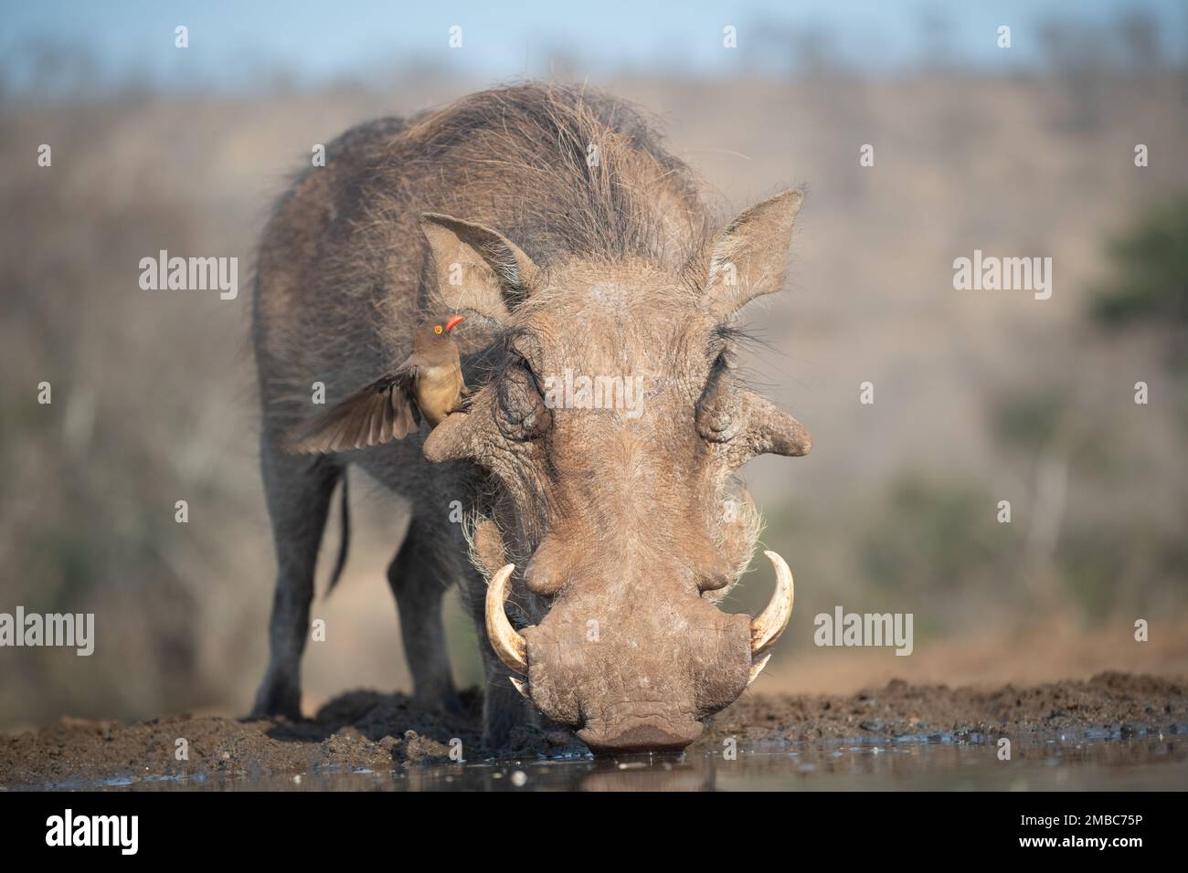 Warthog by waterhole hi-res stock photography and images - Alamy