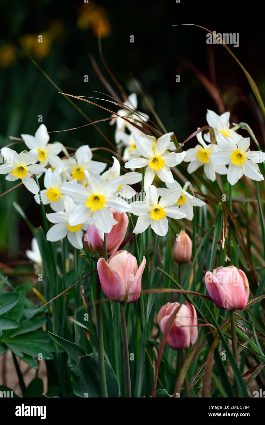 White petals pale lemon trumpet hi-res stock photography and images - Alamy