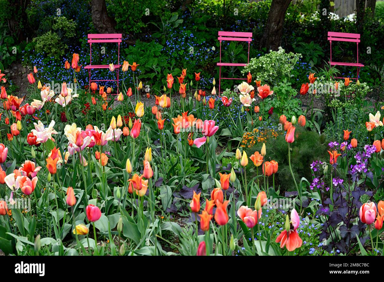 tulipa blushing lady,tulipa ballerina,tulipa pink impression,tulipa ...