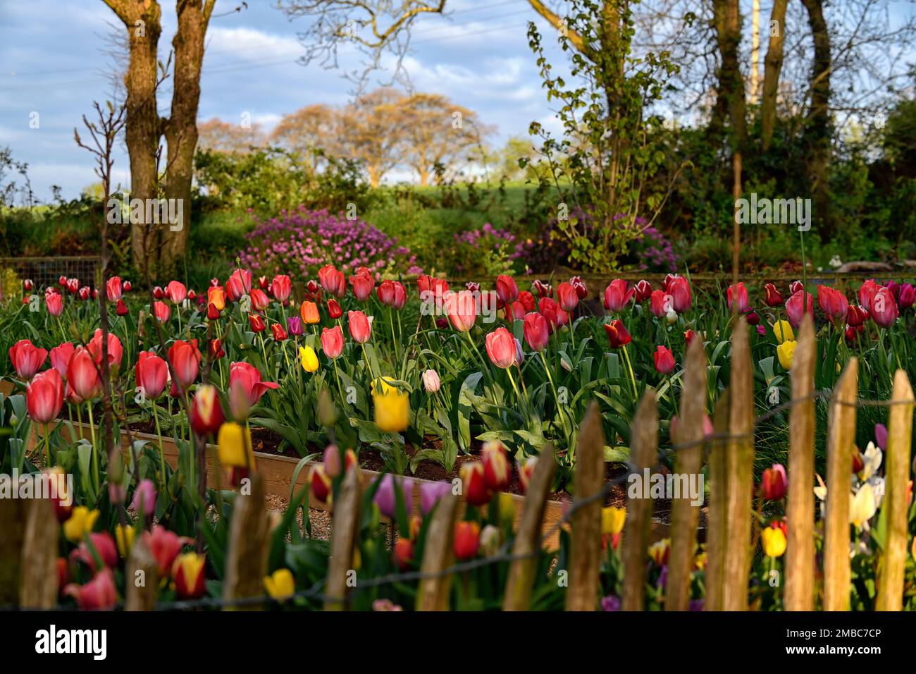 Pink darwin hybrid tuilips hi-res stock photography and images - Alamy