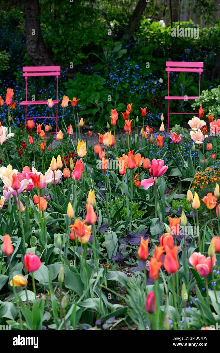 tulipa blushing lady,tulipa ballerina,tulipa pink impression,tulipa ...