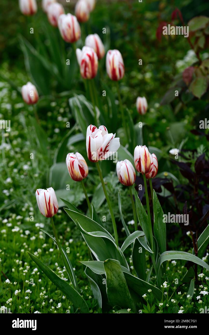 Tulip Carnaval de Rio,Tulipa Carnaval de Rio,red white triumph tulips ...