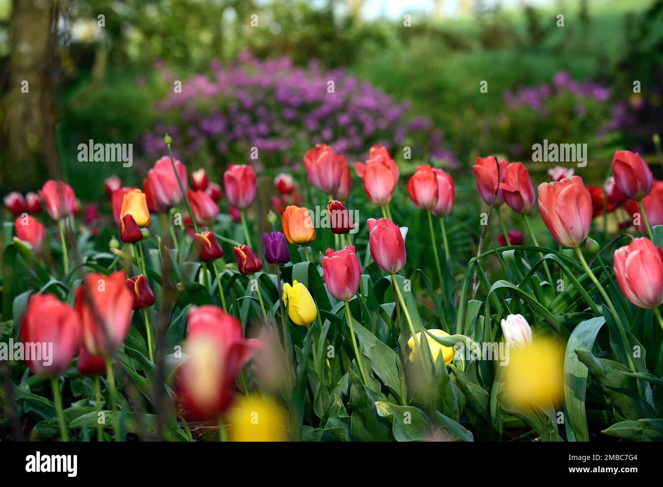 mixed tulips,tulipa van eijk,pink darwin hybrid tuilips,tulipa van eijk ...
