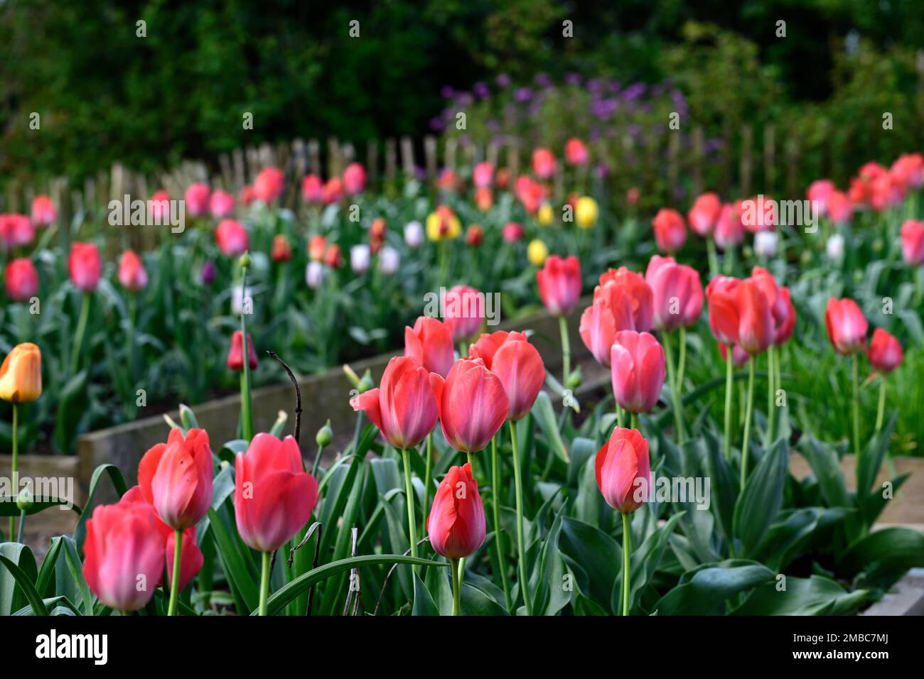 tulipa van eijk,pink darwin hybrid tuilips,tulipa van eijk,spring in ...